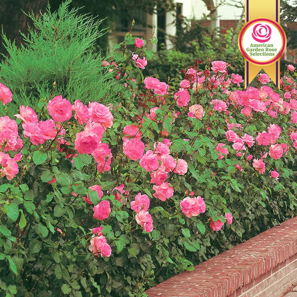 Pink Freedom Shrub Rose Plants | K. van Bourgondien