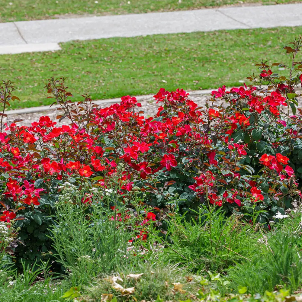Buy Home Run Shrub Rose | K. van Bourgondien