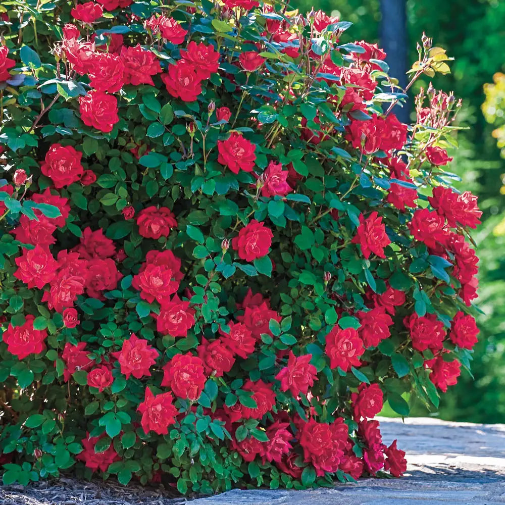Double Knock Out Shrub Rose | K. van Bourgondien