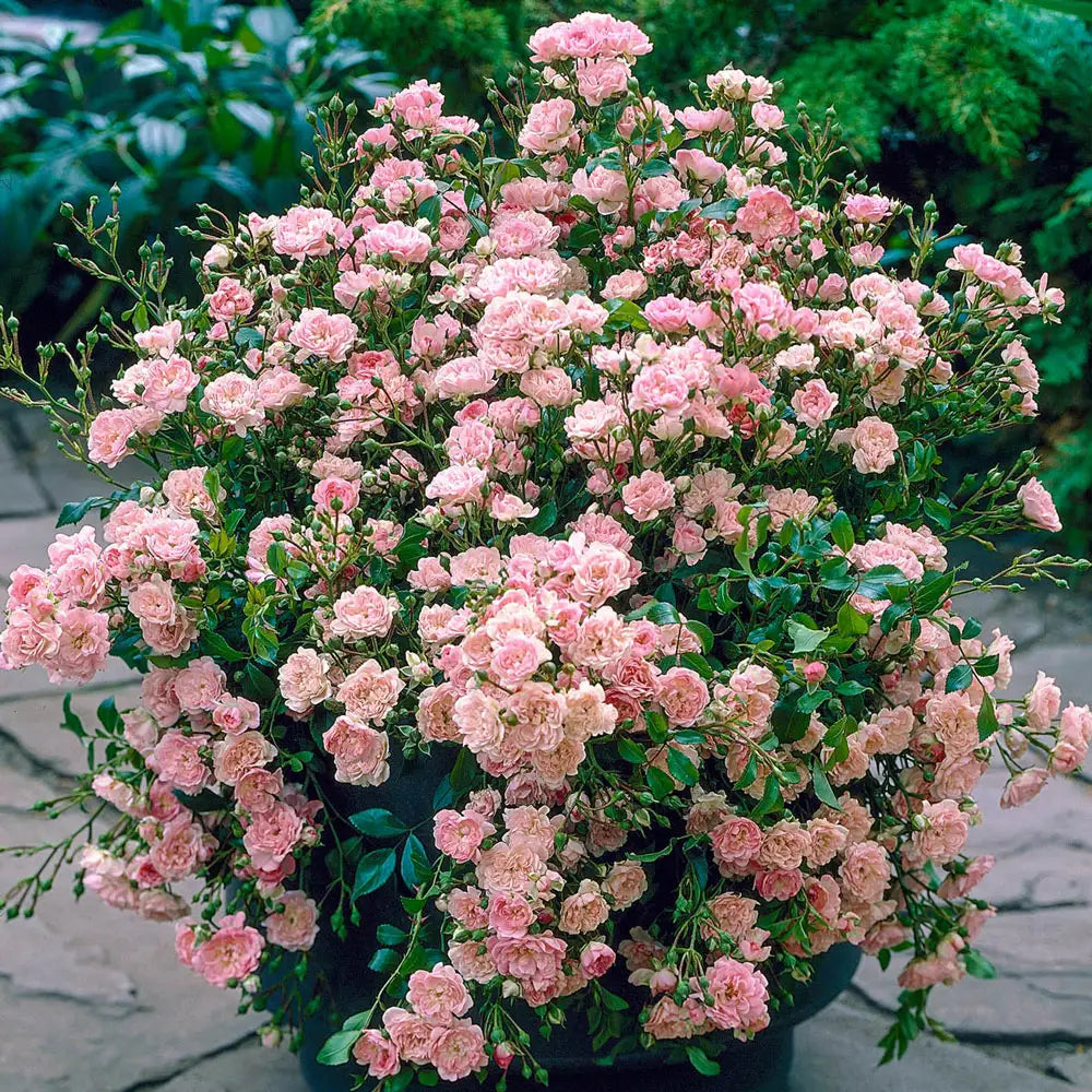 Buy The Fairy Shrub Rose Plants | K. van Bourgondien – Dutch Bulbs