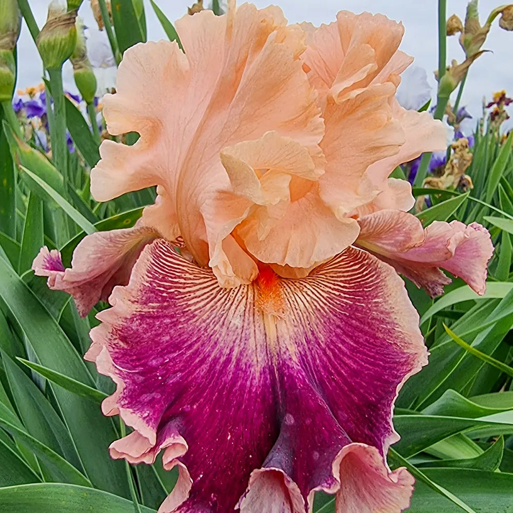 Buy Frilly Dress German Iris Online | K. van Bourgondien