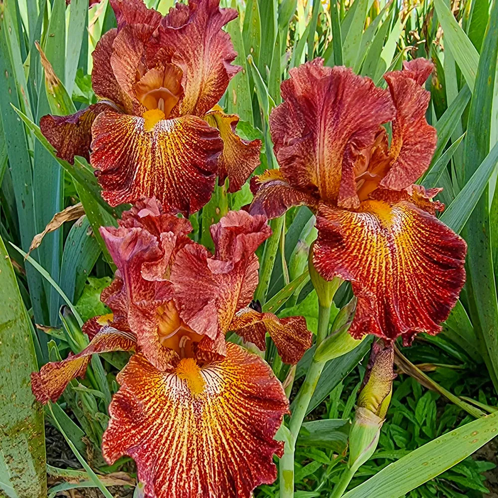 Buy Dash of Spice German Iris | K. van Bourgondien