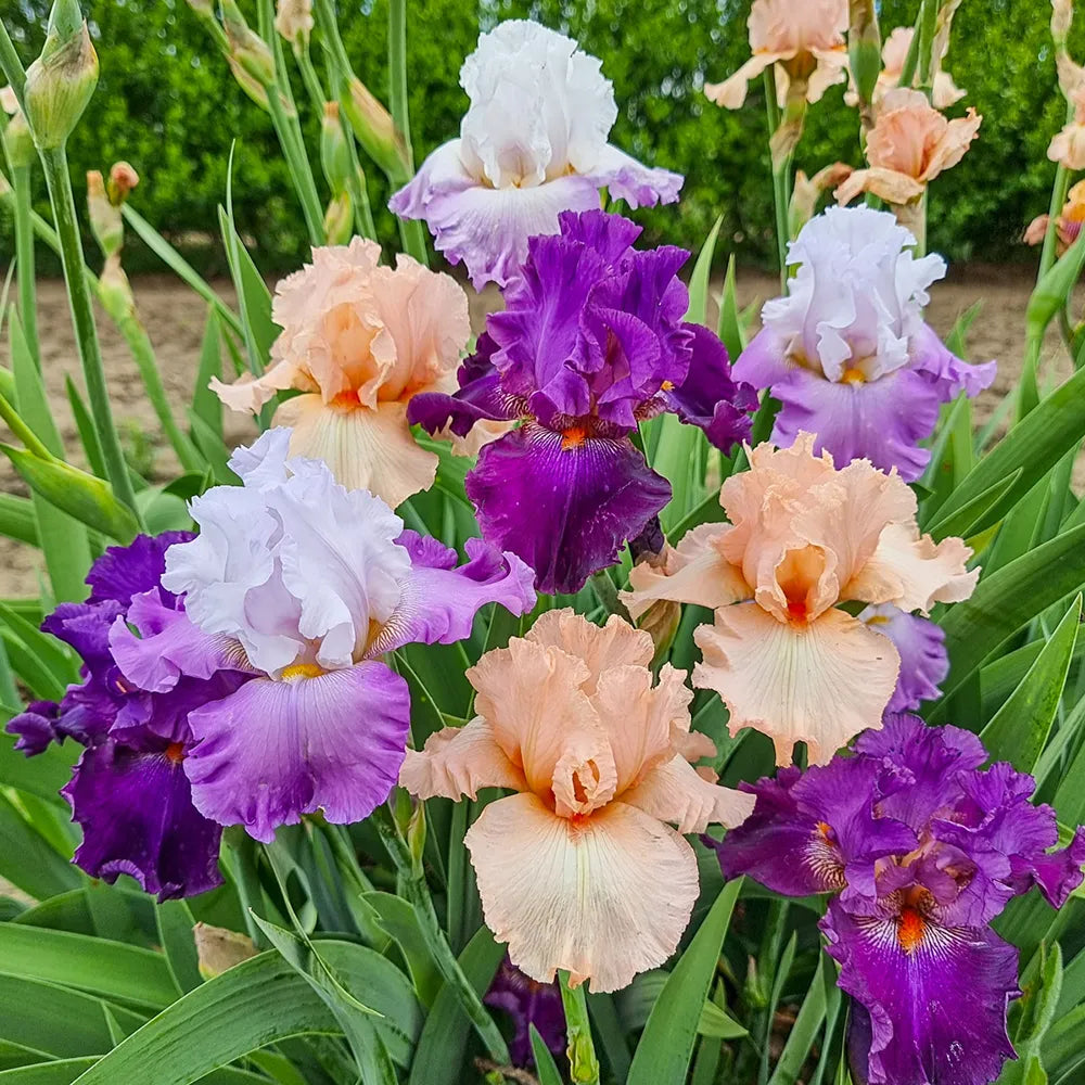 Purple & Pink German Iris Mix | K. van Bourgondien
