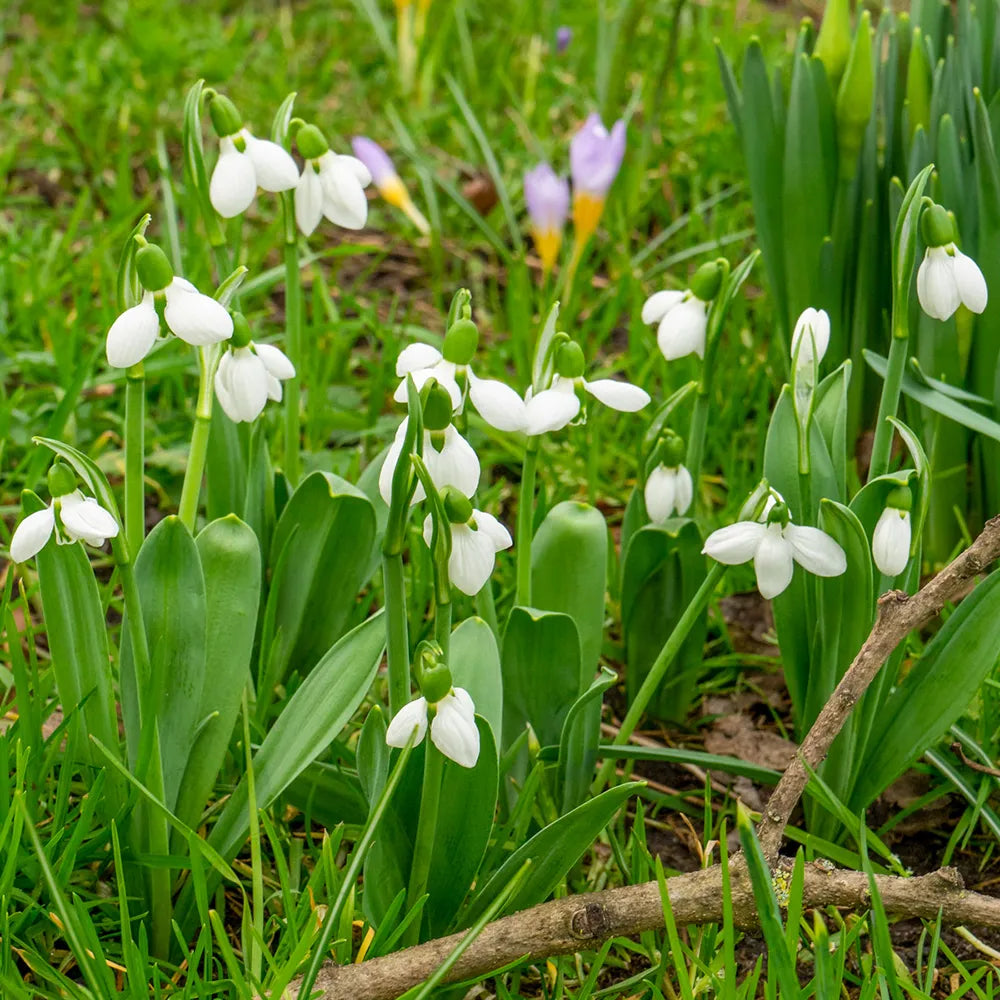 Beluga Giant Snowdrop | K. van Bourgondien