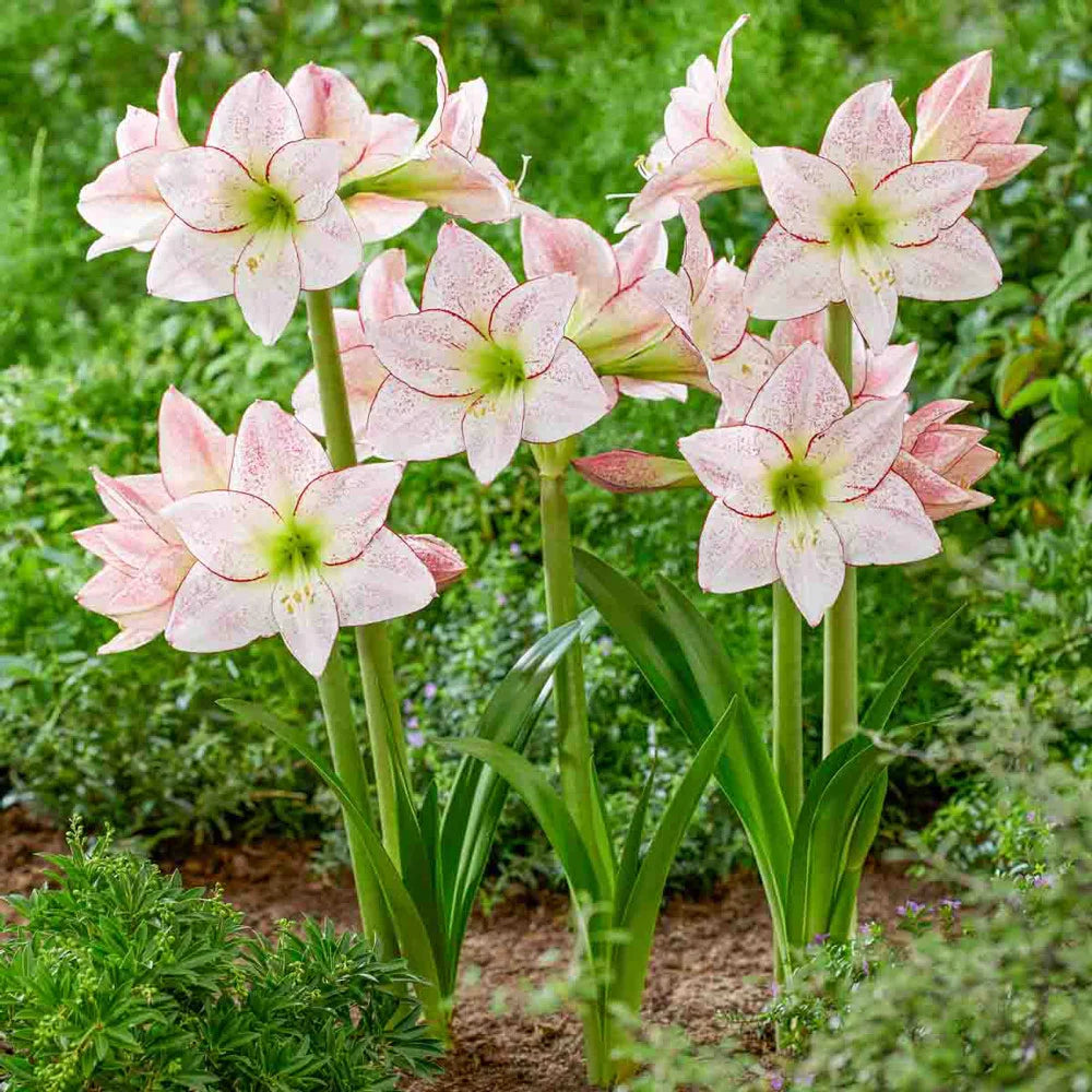 1000 Stars Amaryllis | K. van Bourgondien