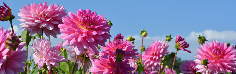 Bulk and Wholesale Flower Bulbs | K. van Bourgondien