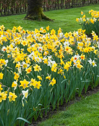 Bulk and Wholesale Flower Bulbs | K. van Bourgondien