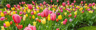 Bulk and Wholesale Flower Bulbs | K. van Bourgondien