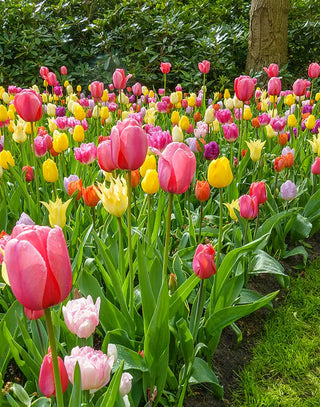 Bulk and Wholesale Flower Bulbs | K. van Bourgondien