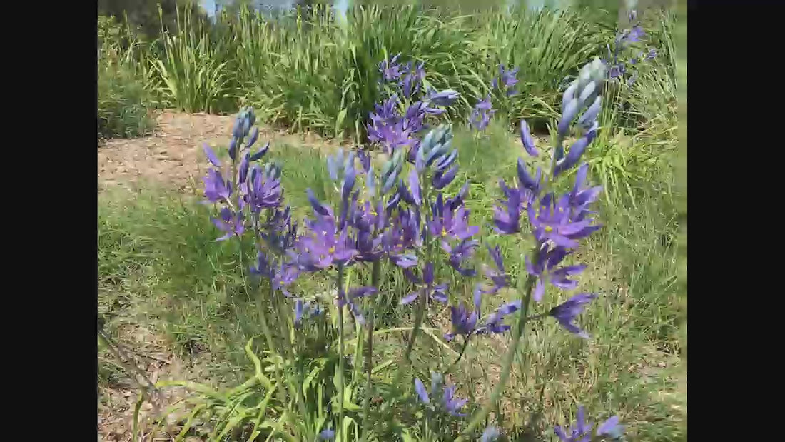Camassia quamash (Camas) | K. van Bourgondien - Dutch Bulbs